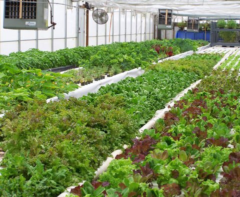 Livestock, Fisheries, Aquaculture and Apiculture – GCSAYN